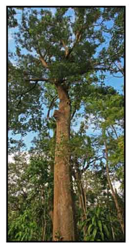 Balakat, Ziziphus talanai, TALANAI / Alternative Medicine