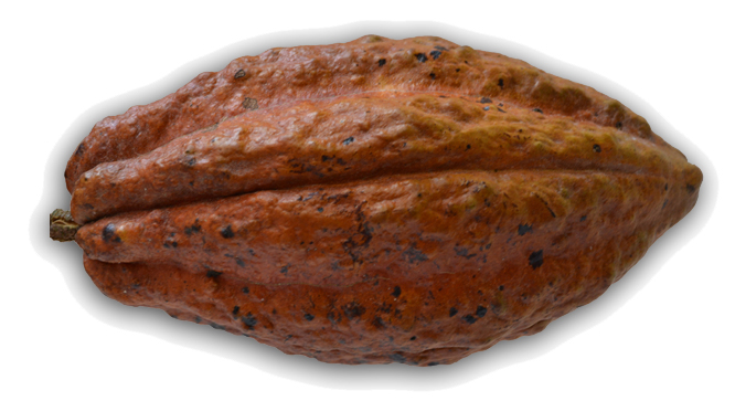 Kakaw / Theobroma cacao / CACAO / chocolate tree: Philippine Medicinal ...