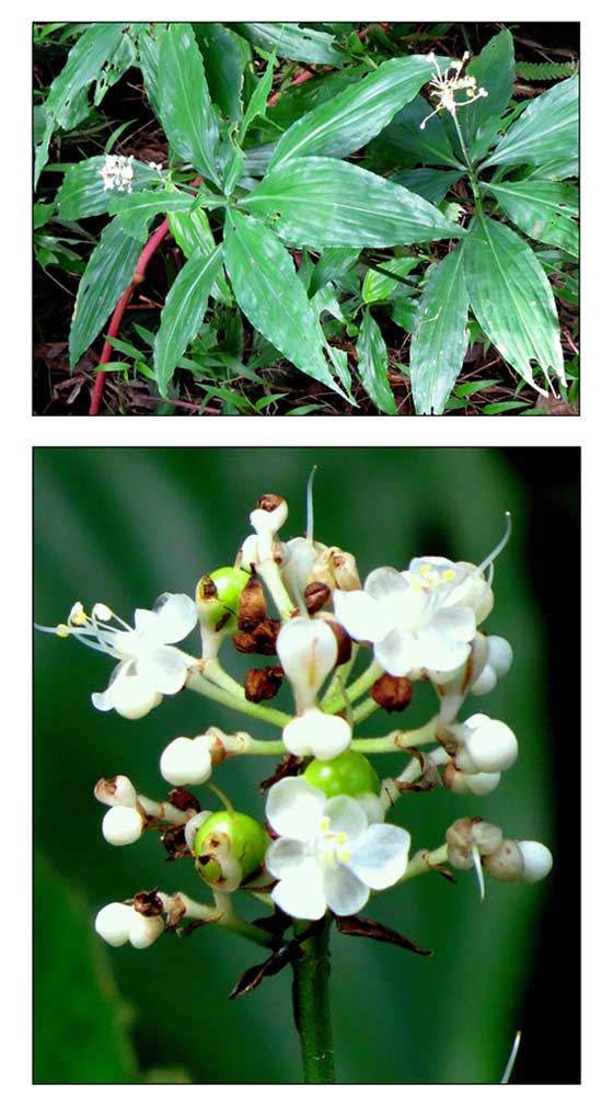 Salibangon / Pollia secundiflora / Three-stamen pollia / Alternative ...